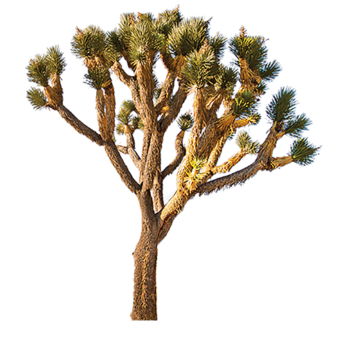 UNM LA Plants